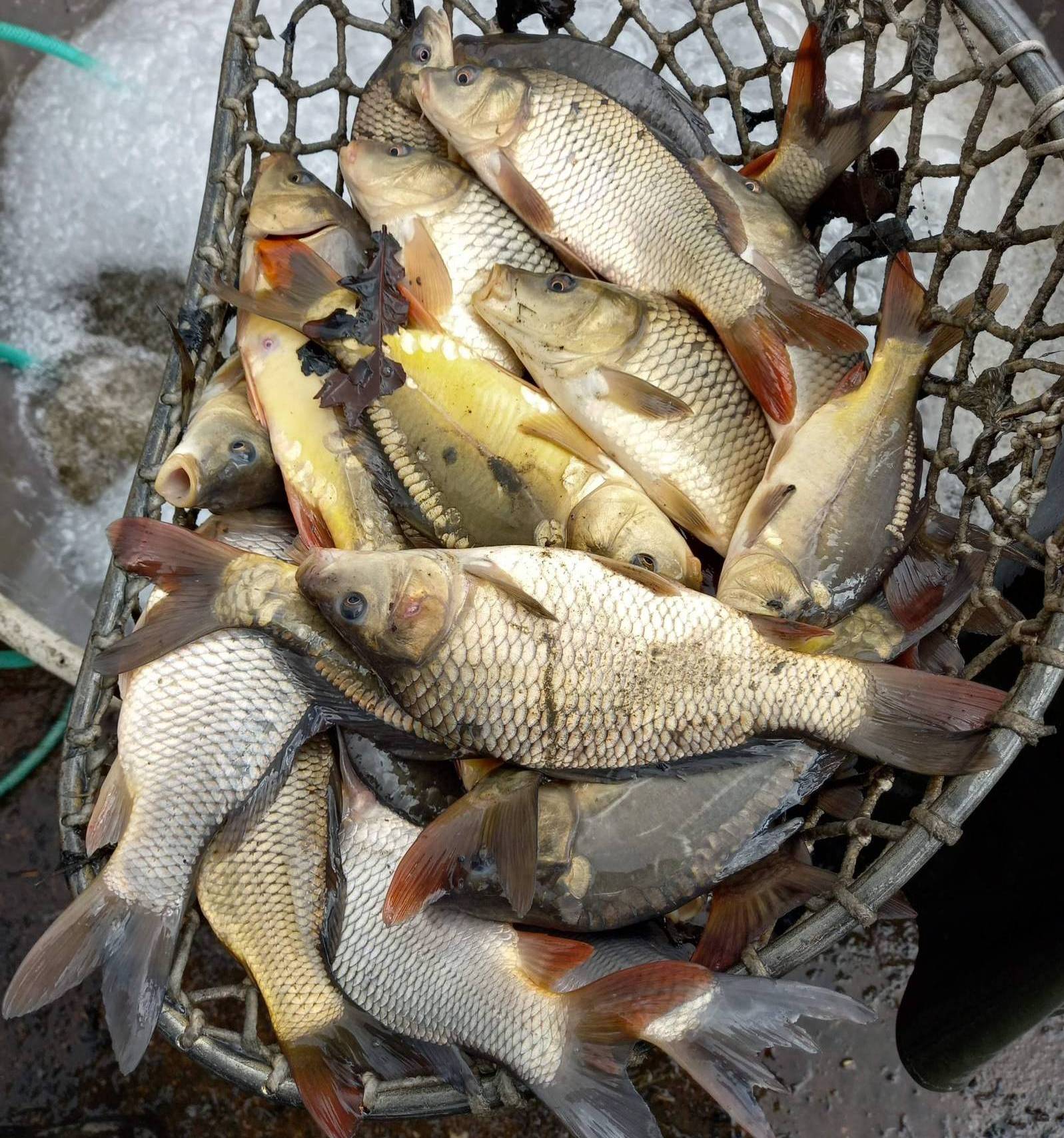 Výlov Vyžlovského rybníka je tradičním vrcholem rybářské sezony - Česká ...