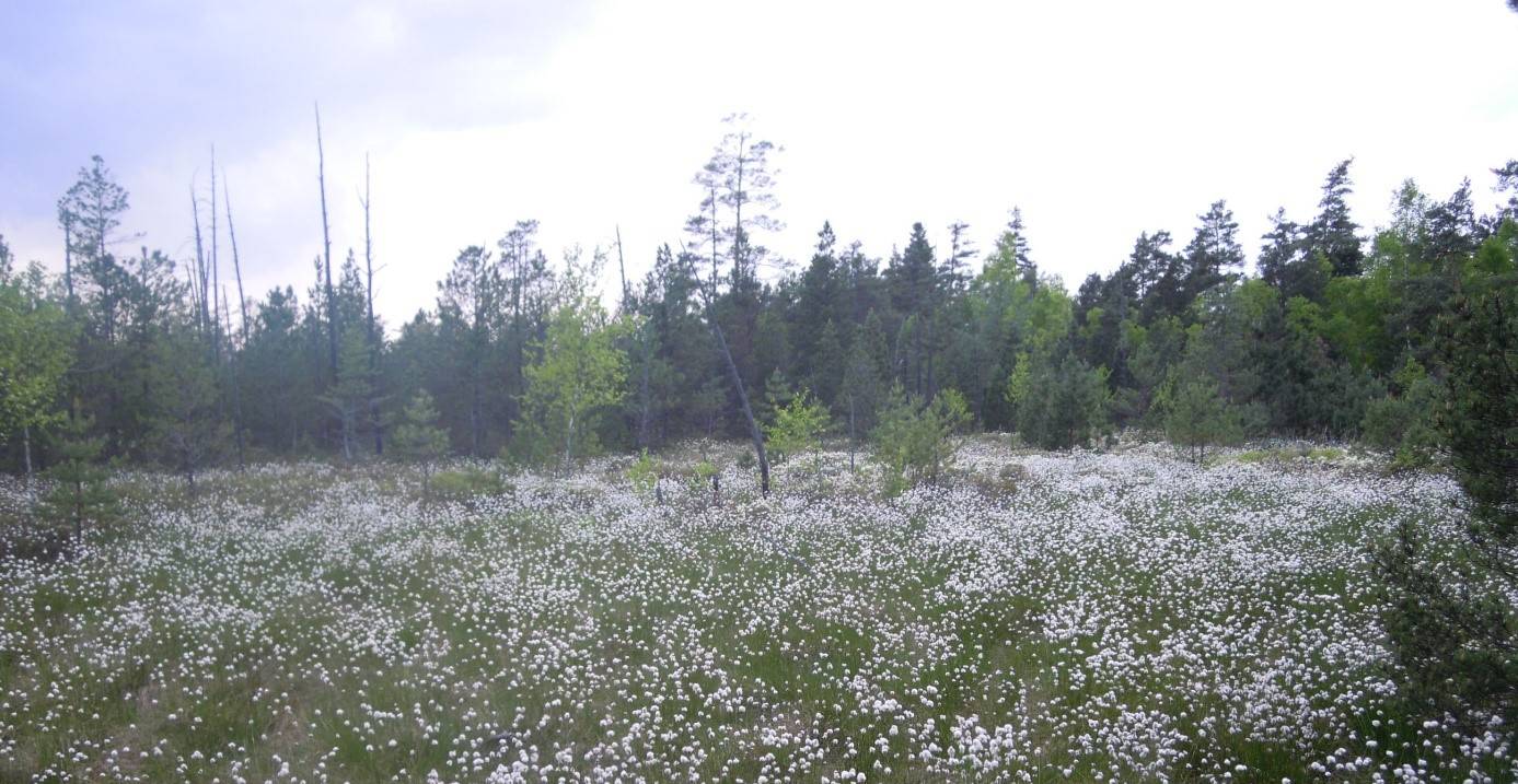 Mokřady jsou nadějí budoucnosti. Svátek mají 2. února - Česká ...